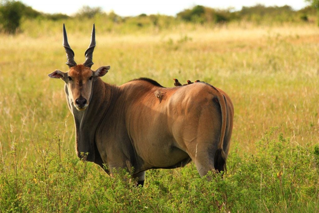 Chapter 3.1 Animals – The Bright Continent: African Art History